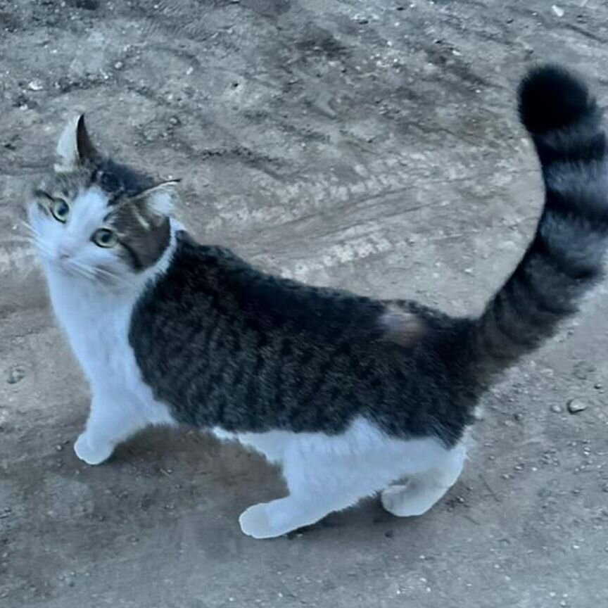 Котику, кошке нужна помощь