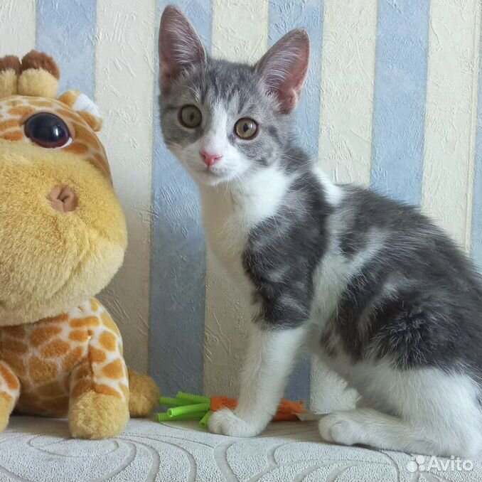 Котенок Джульетта