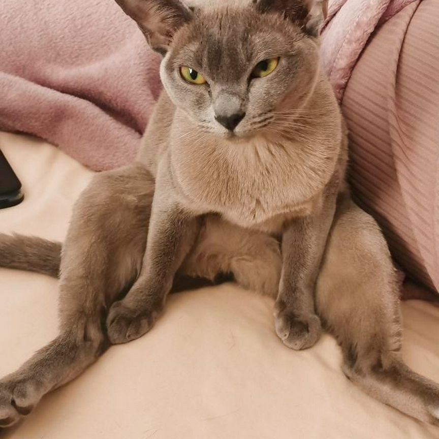 Европейская бурма