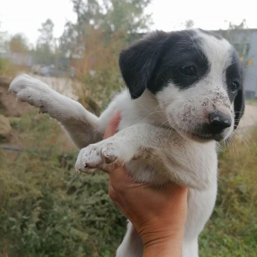 Щенята