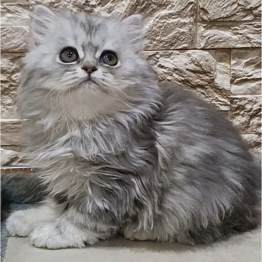 Шотландский прямоухий длинношёрстный котёнок