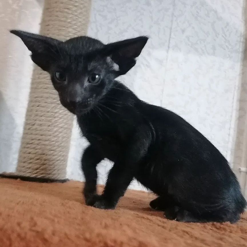 Ориентальный котёнок