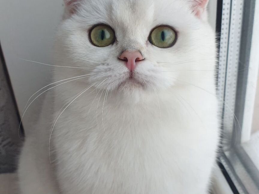 Британская короткошерстная шиншилла Luna