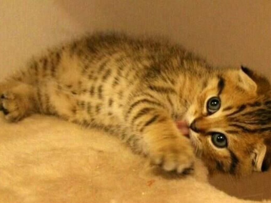 Шотландская тигруля