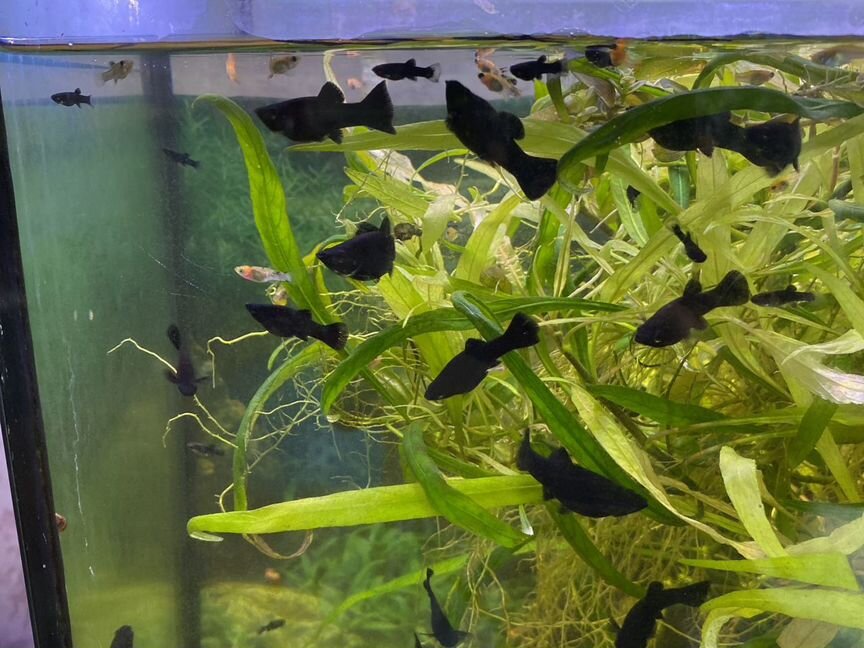 Аквариумные рыбы молинезии, мченосцы