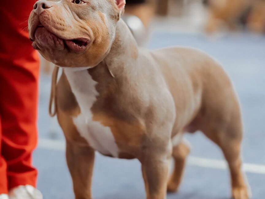 Американский булли покет вязка