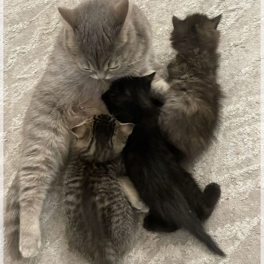 Котёнок в добрые руки