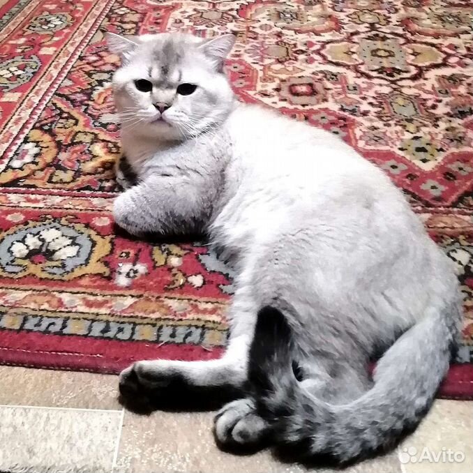 Кот ждёт кошечку