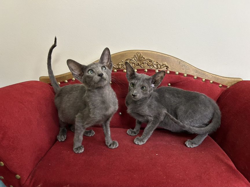 Ориентальные голубые котята
