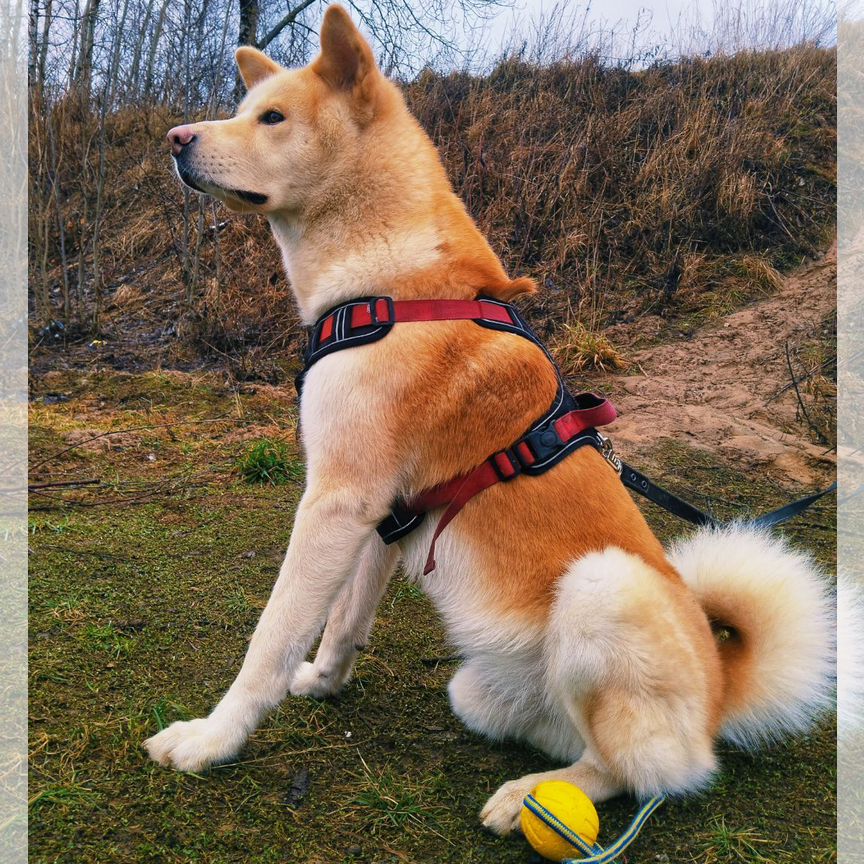 Вязка Акита Ину кобель
