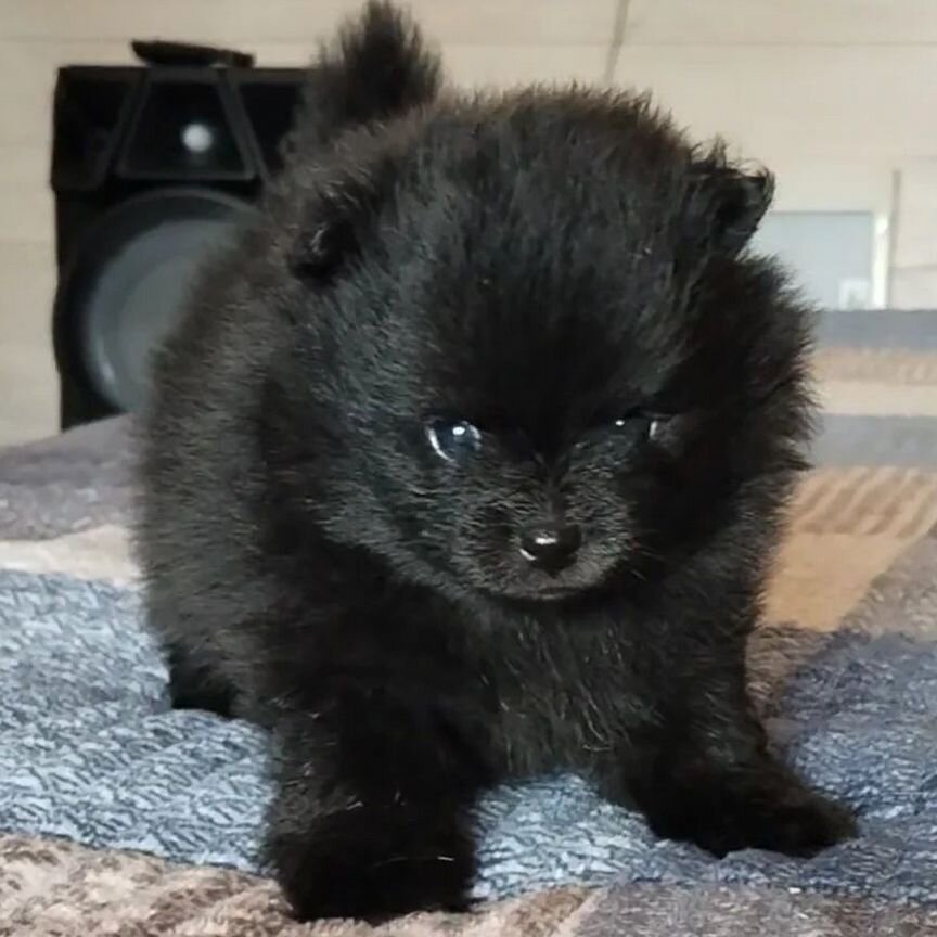Померанский шпиц, щенок