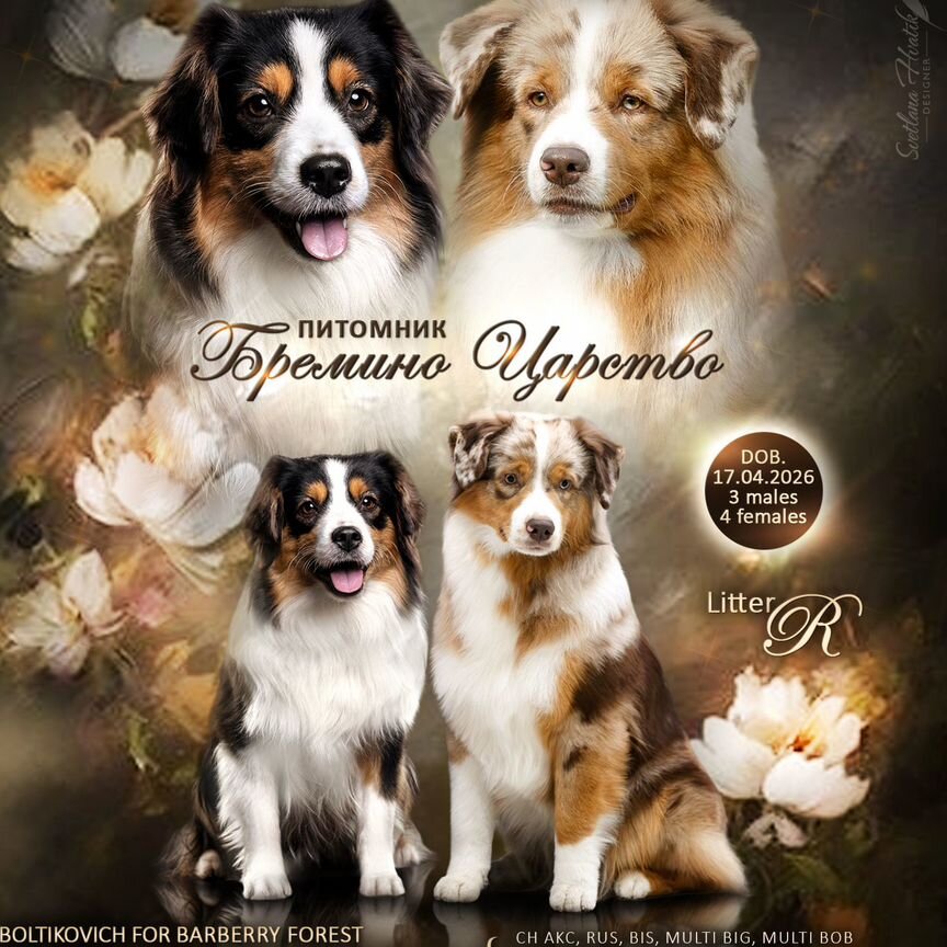 Миниатюрная американская овчарка, щенок