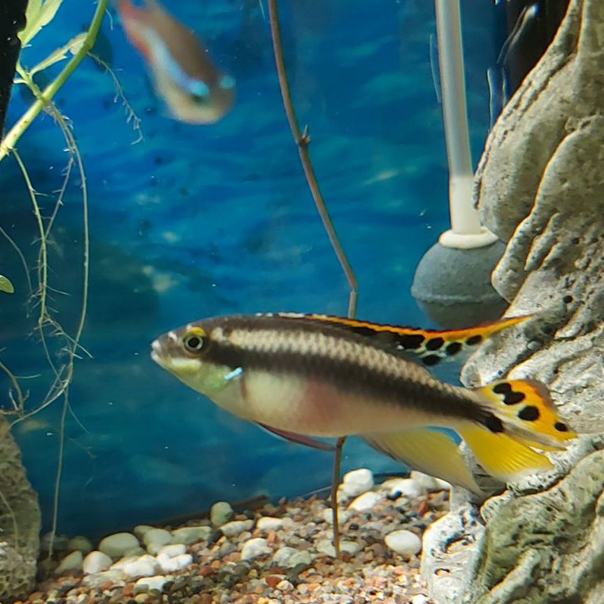 Попугайчик (Пульхер)