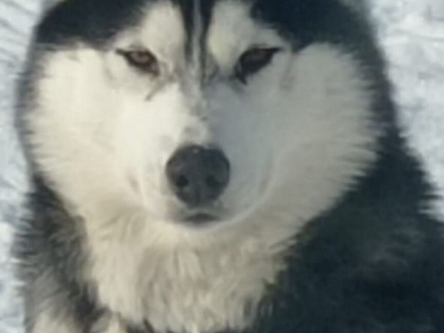 Сибирский хаски