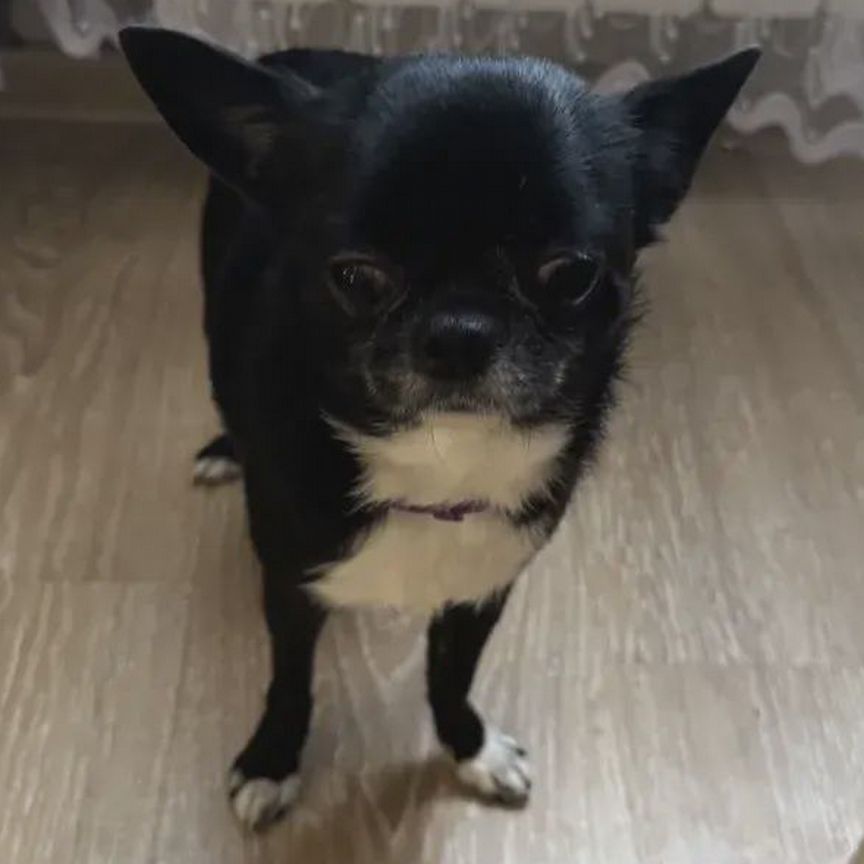 Чихуахуа, взрослая собака