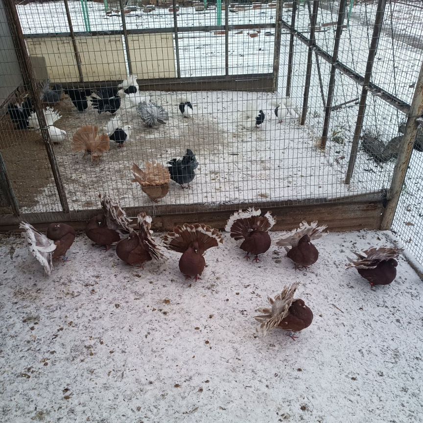 Продажа голубей