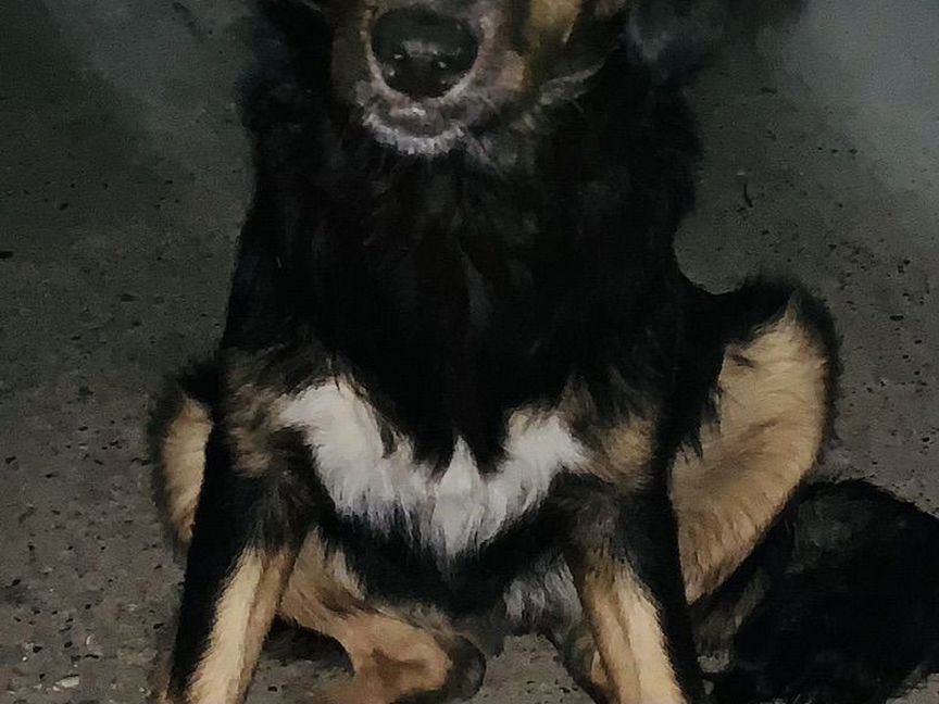 Собака в добрые руки