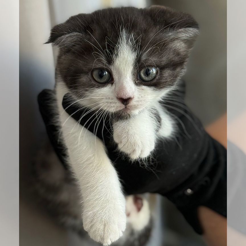Шотладские котята