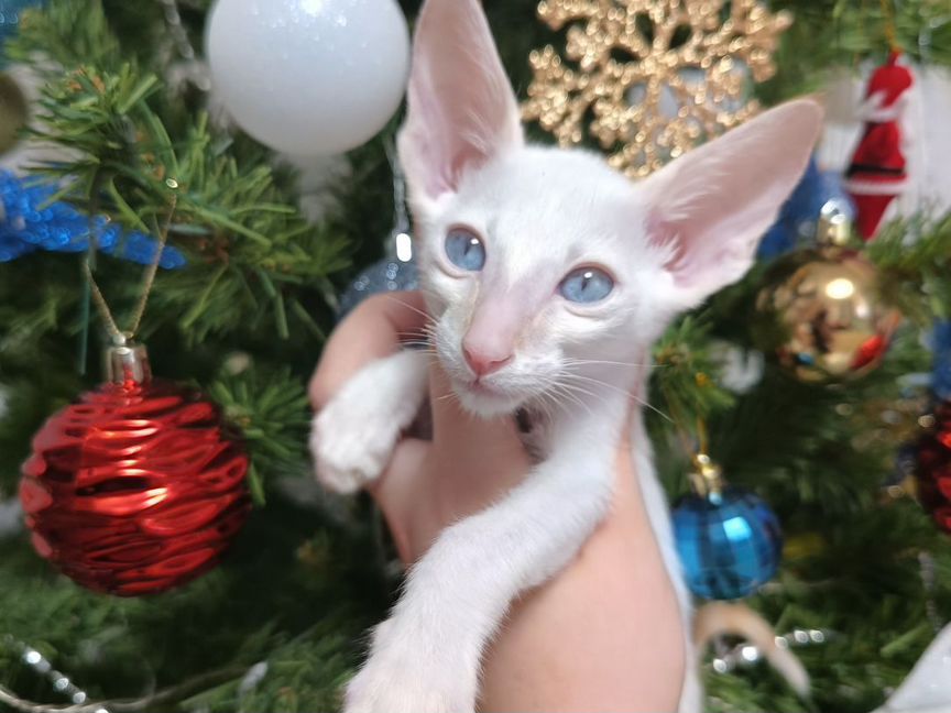 Ориентальные котята