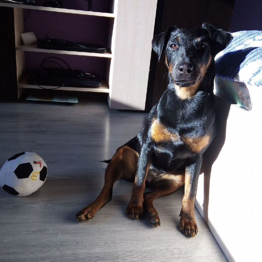 Взрослая собака от частного владельца