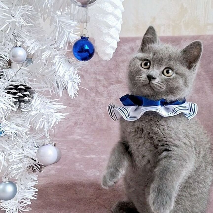 Британские котята