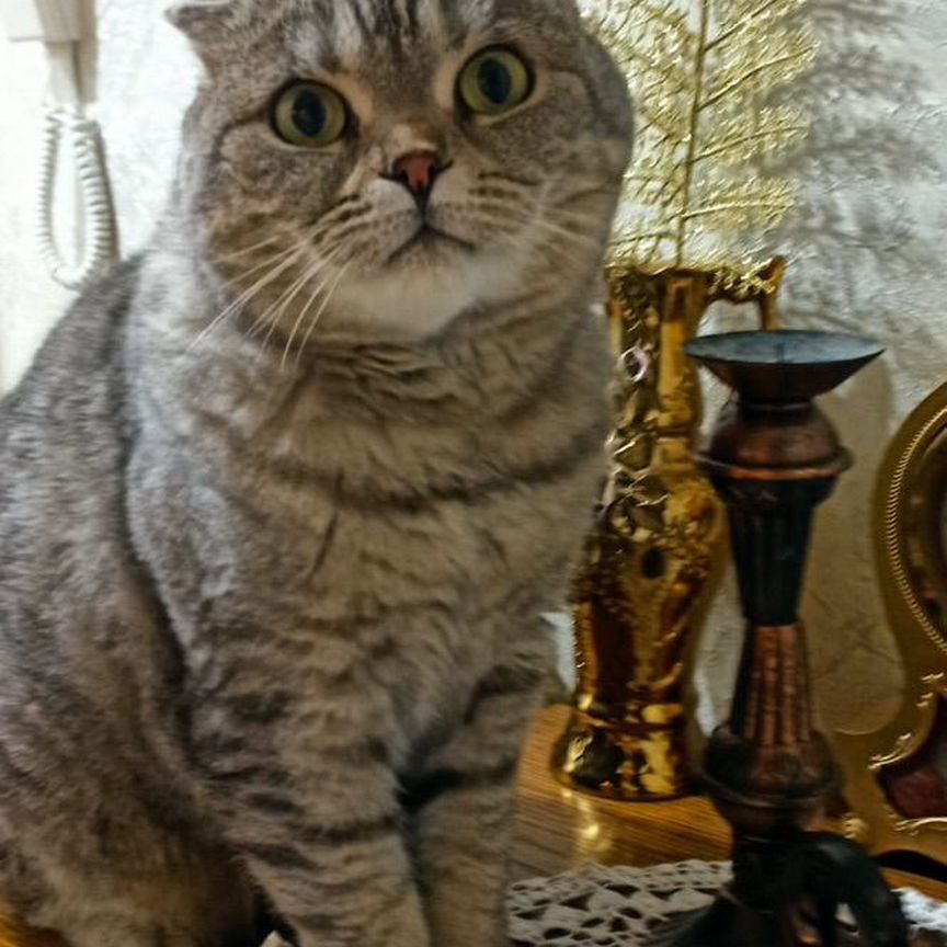 Шотландская вислоухая кошка серая