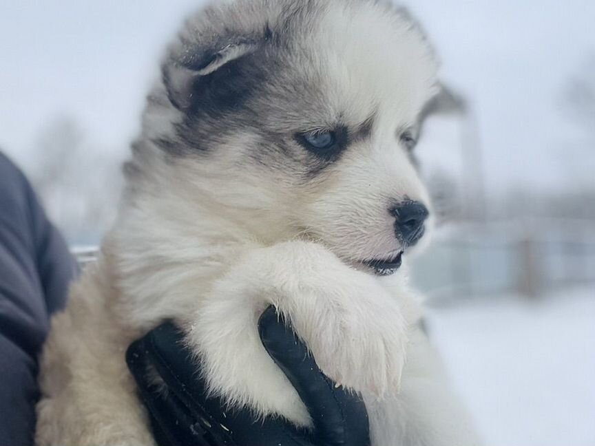 Щенки Помски F3