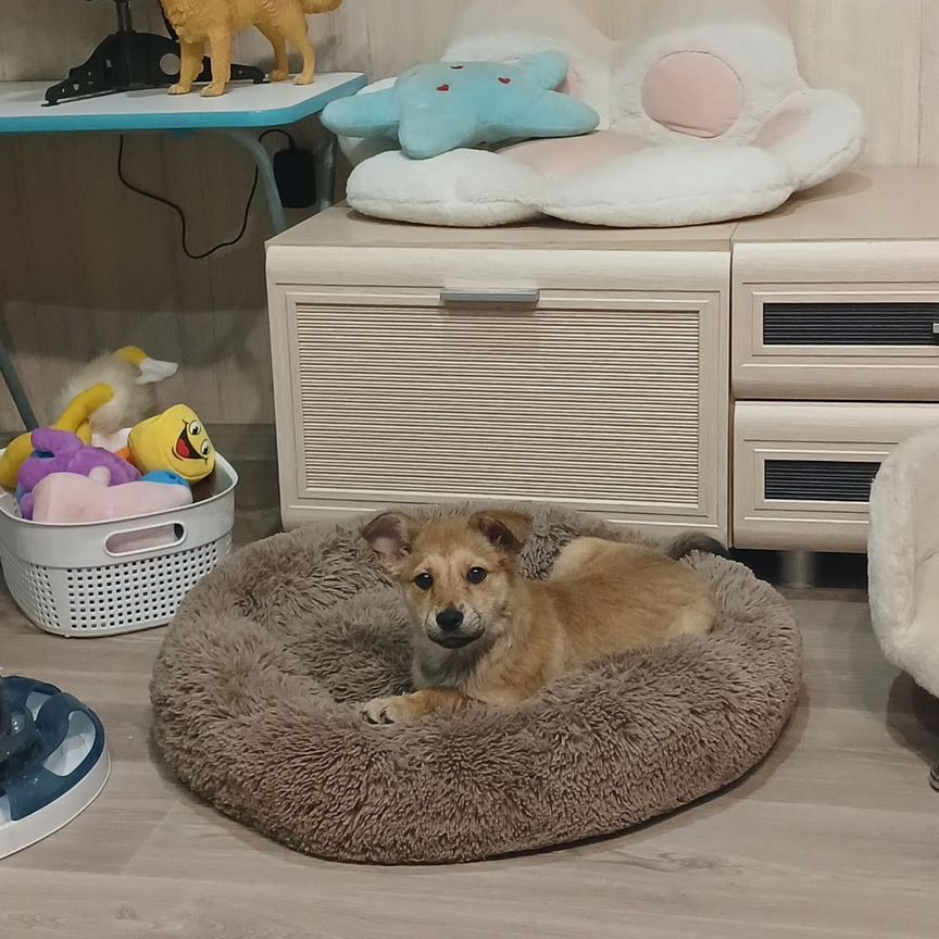 Щенок в добрые руки