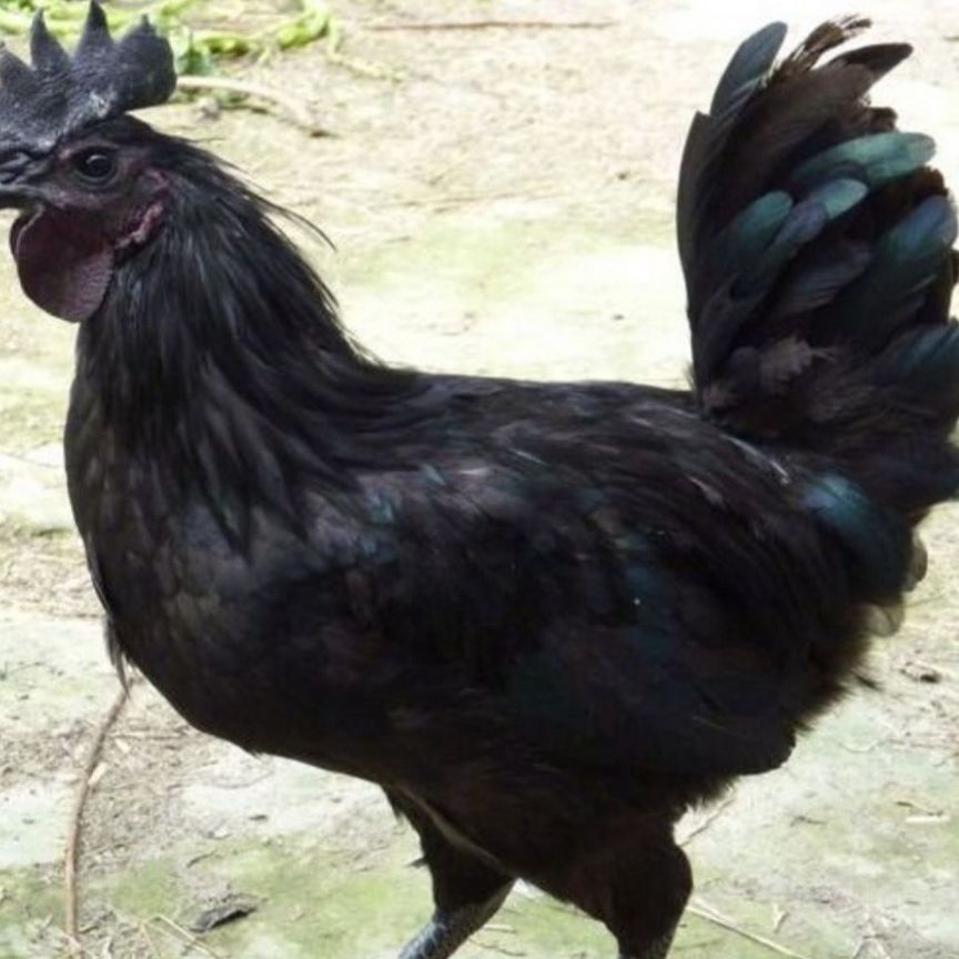 Петух ухейилюй