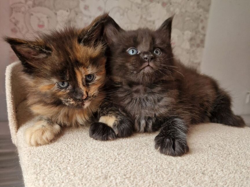 Котята мейн-кун