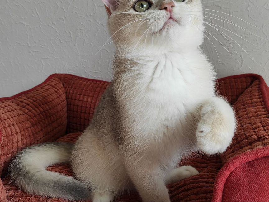 Золотая шиншилла кот