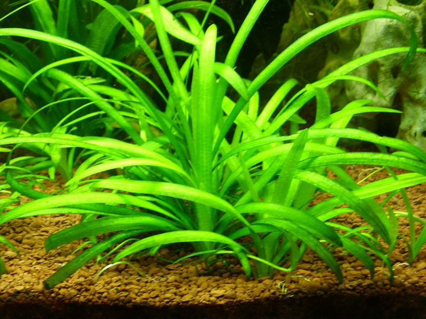 Сагитария или стрелолист обыкновенный