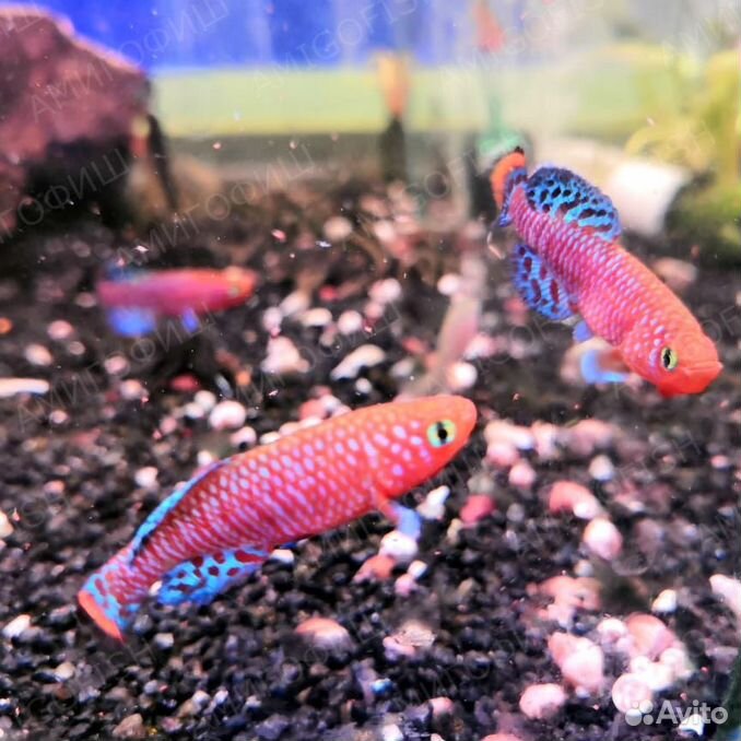 Нотобранхиус Рахова (Nothobranchius rachovi)