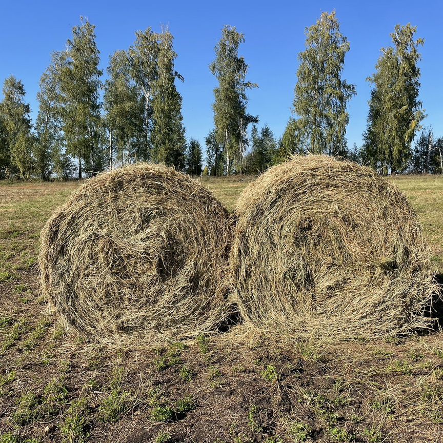 Сено люцерна