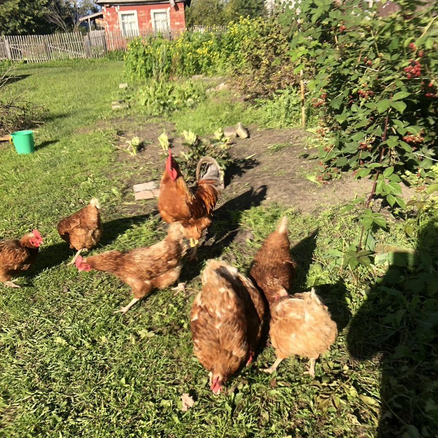 Куры несушки