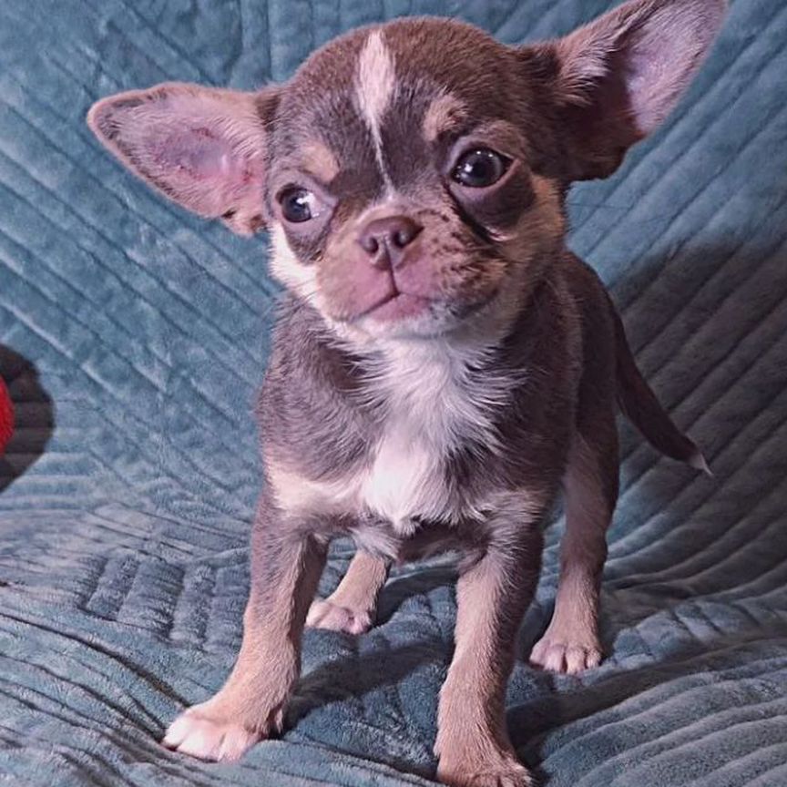 Чихуахуа, щенок