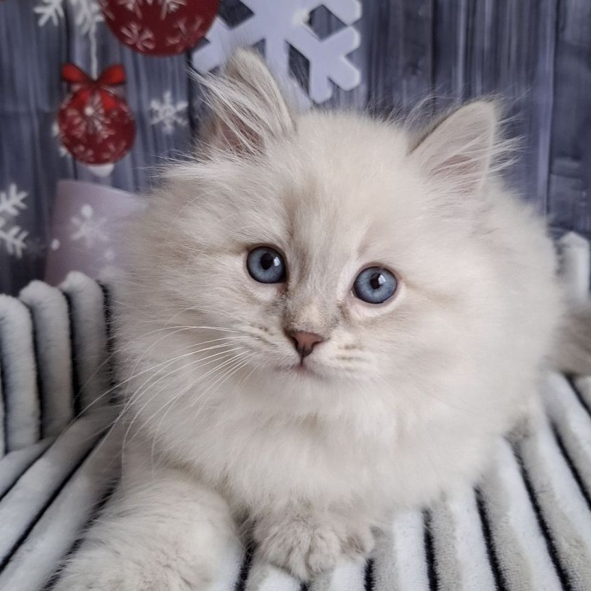 Невские маскарадные котята