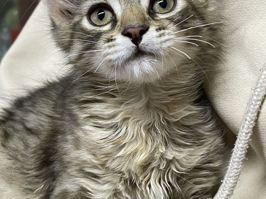 Котята