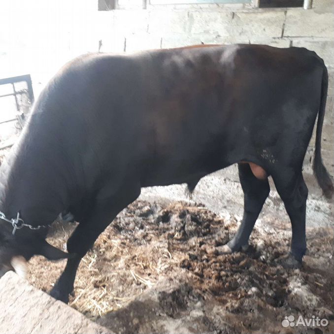 Бычок 3 недели и бык 2.4 года