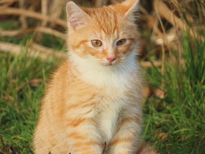 Котик-4 мес кастрирован