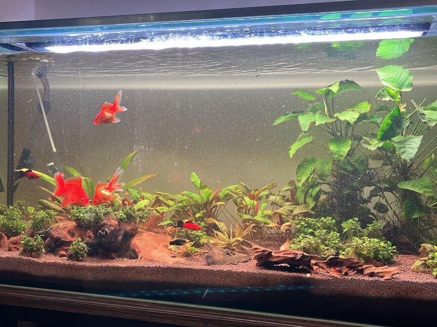 Золотые рыбки