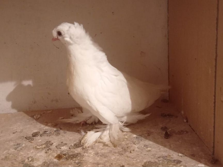 Продажа голубей