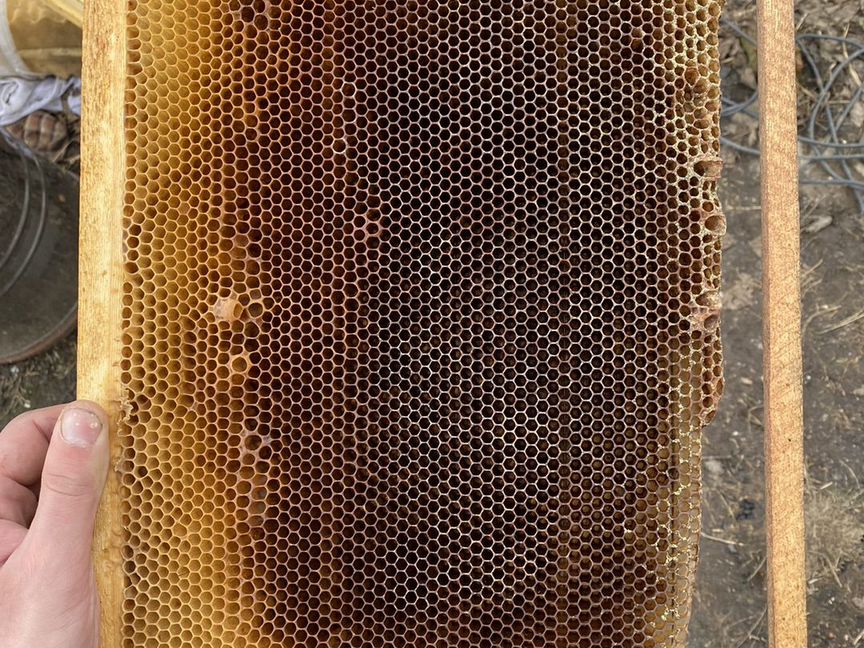 Сушь для пчел