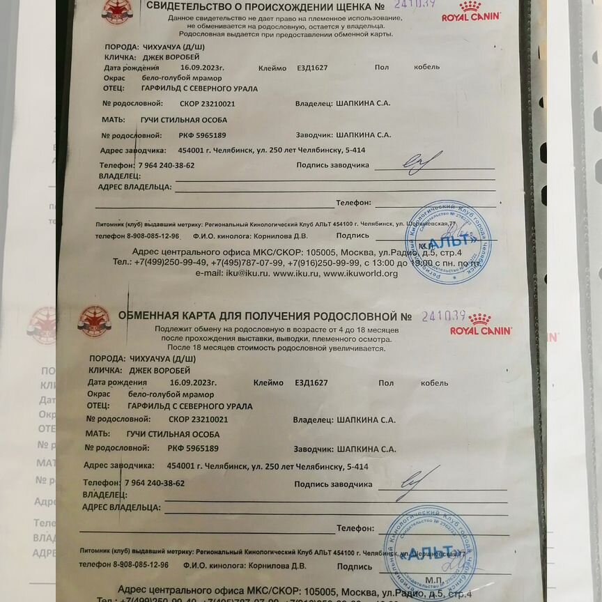 Вязка кобель чихуахуа