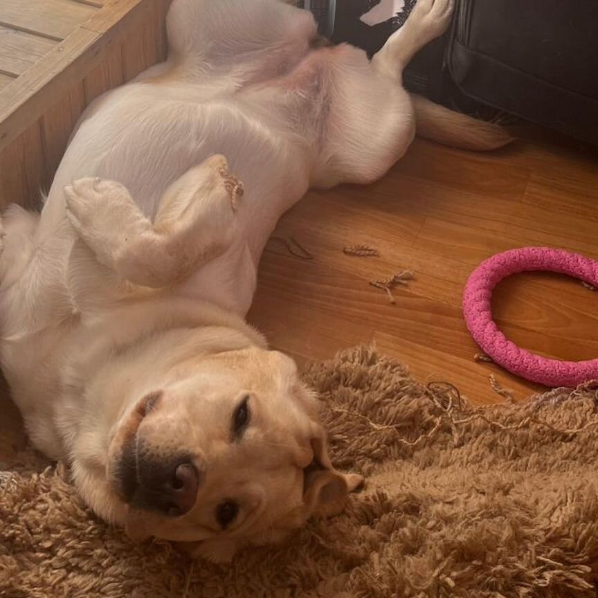 Лабрадор-ретривер, взрослая собака