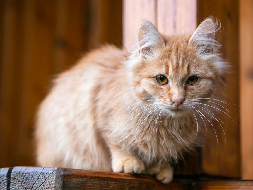 Рыжий котенок
