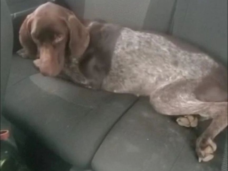 Курцхаар в добрые руки