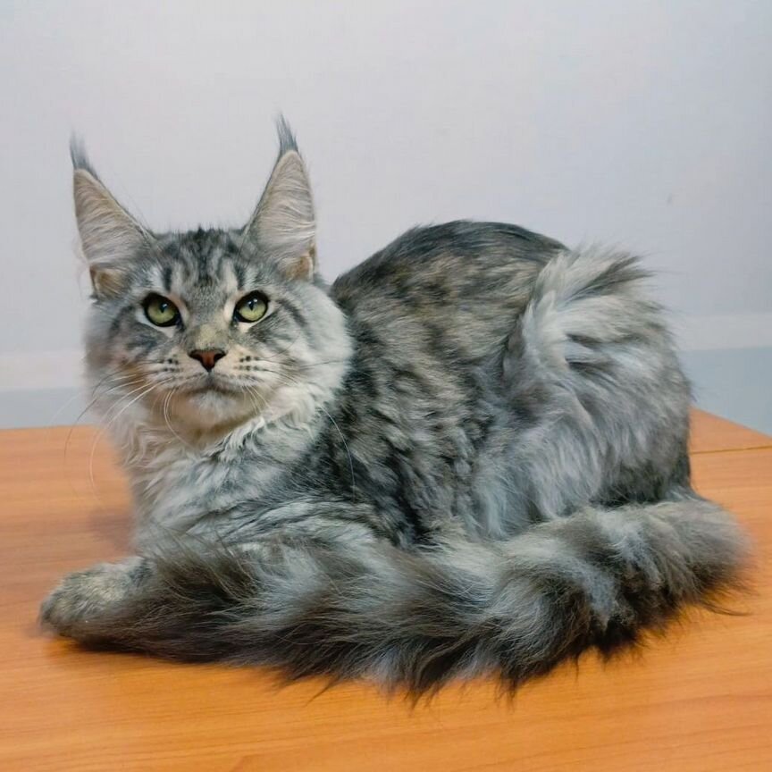 Серебряный котёнок