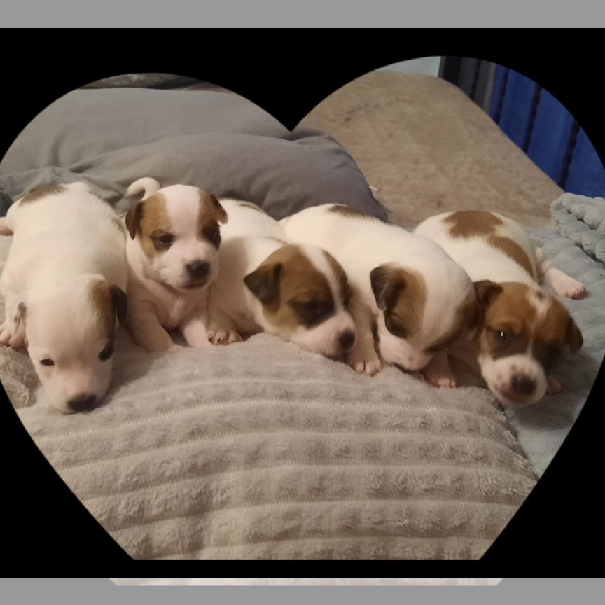 Щенки джек рассел терьер гладкошерстный