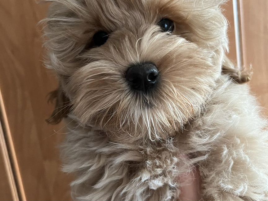 Супер-девочка правильная мальтипу ф-1